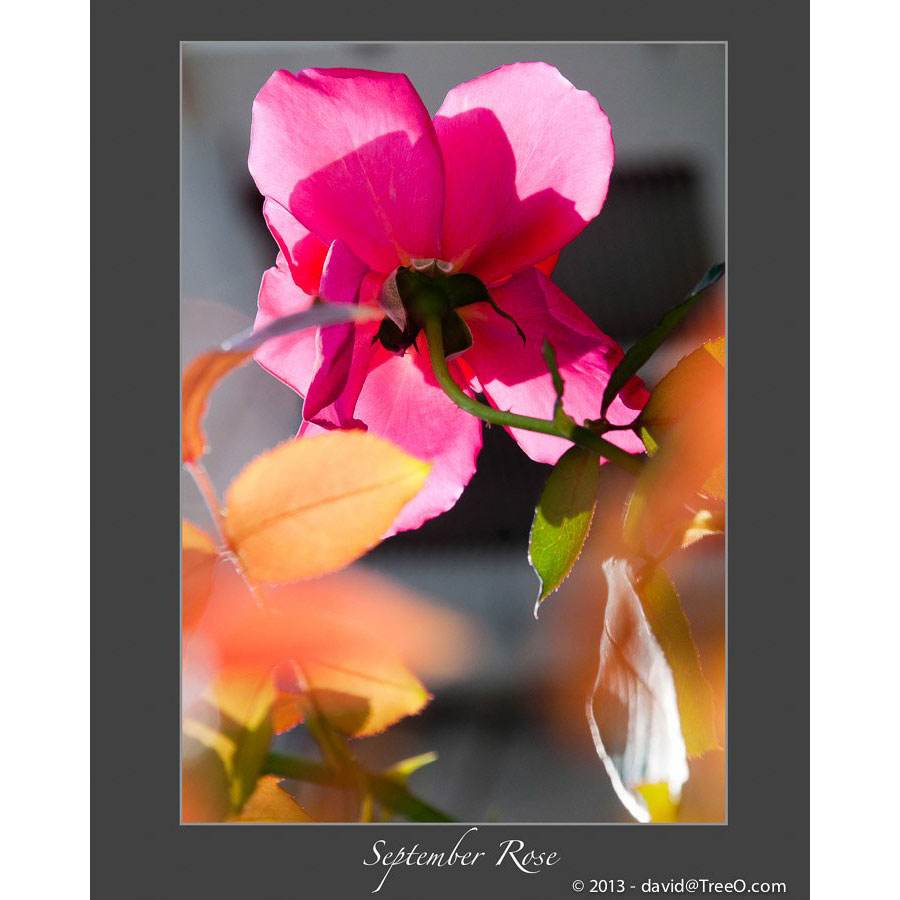 My Daily Photograph by David E. LeVine - Fine Art Photography shared daily