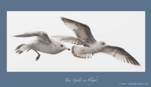 Two Gulls in Flight | MyDailyPhotograph.com | Fine Arts Photography by ...