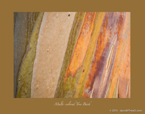Multi-colored Tree Bark | MyDailyPhotograph.com | Fine Arts Photography ...